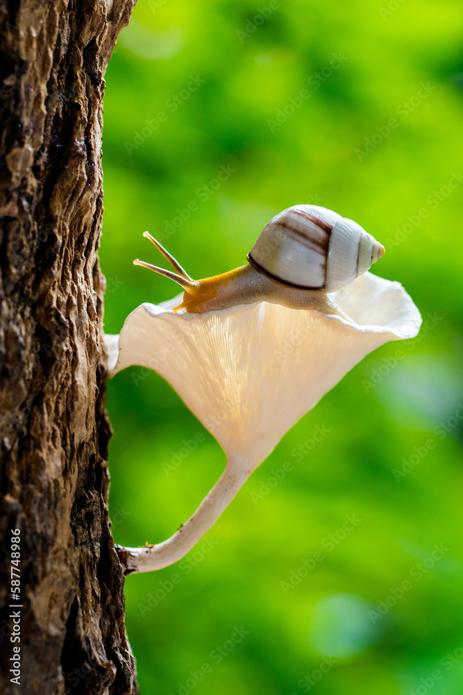 Amphidromus is a genus of tropical air-breathing land snails ...