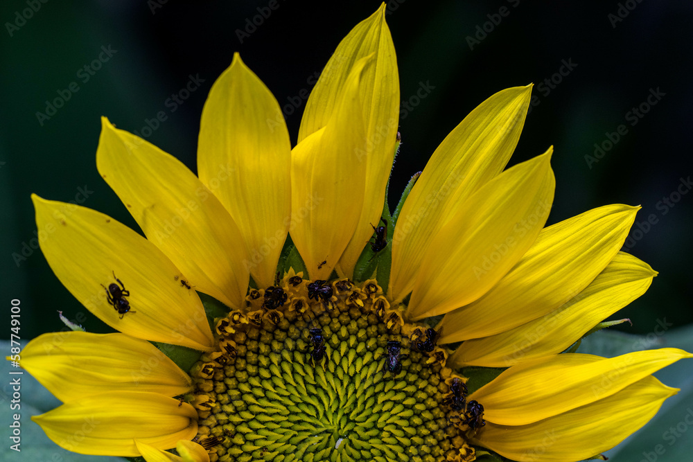 The sunflower has since become a global symbol of resistance, unity ...