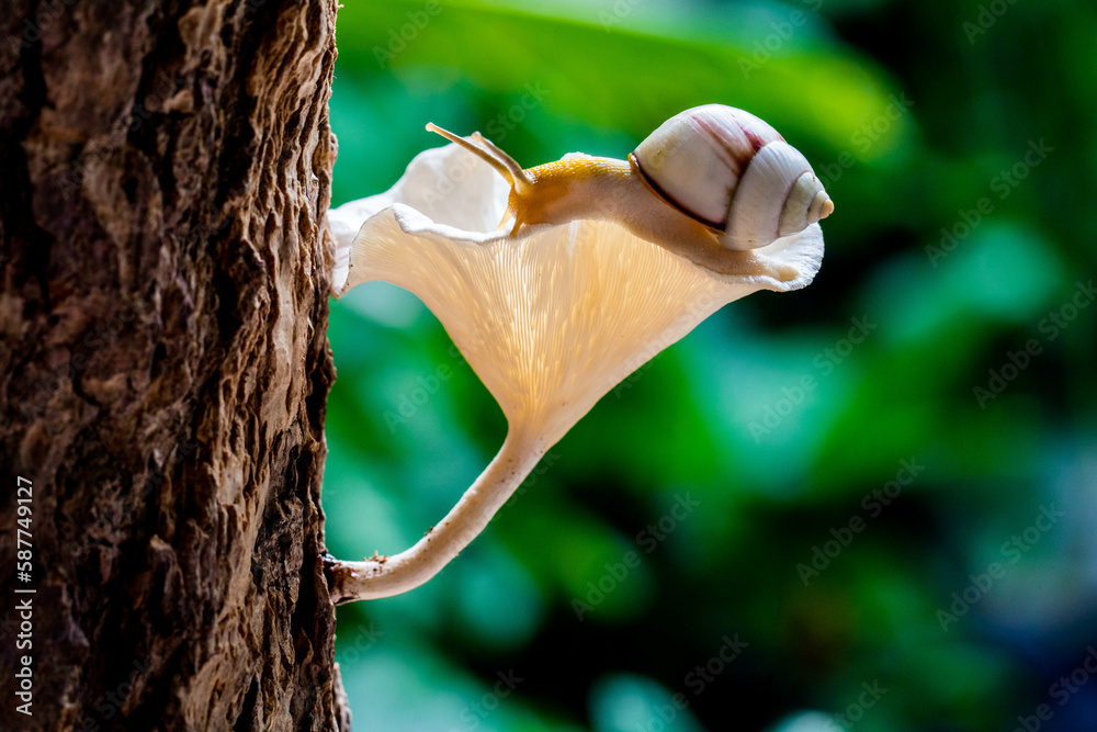 Amphidromus is a genus of tropical air-breathing land snails ...
