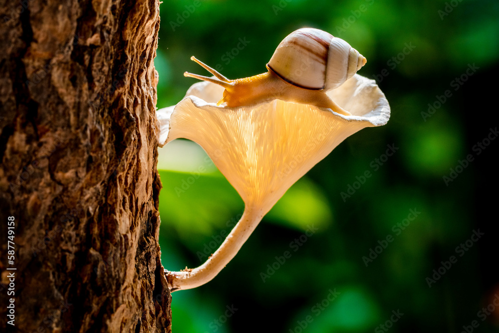 Foto de Amphidromus is a genus of tropical air-breathing land snails ...