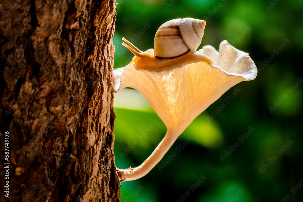 Amphidromus is a genus of tropical air-breathing land snails ...