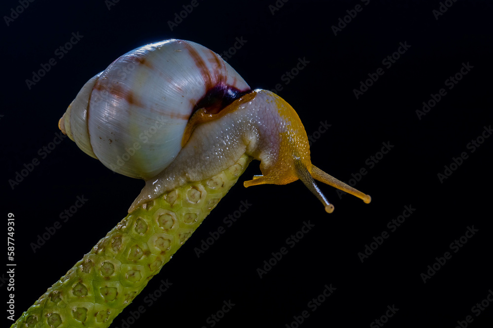 Amphidromus is a genus of tropical air-breathing land snails ...