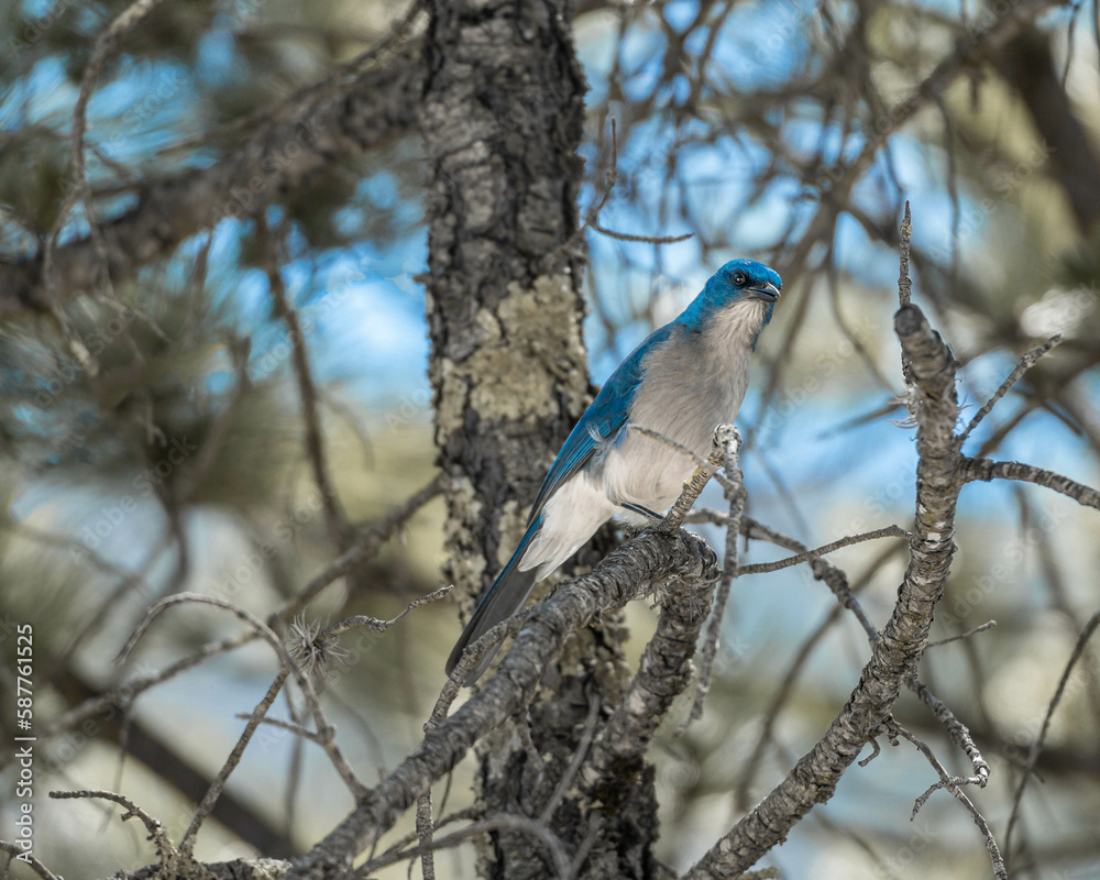 Chara azul toma contrapicada. Ave azul sobre ramas de árbol foto de ...