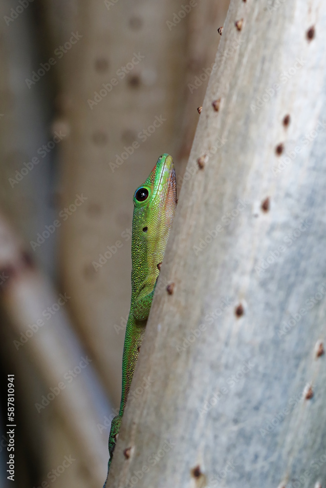 Gecko gecko gekko, vert de Manapany lézard endémique de l'île de la ...