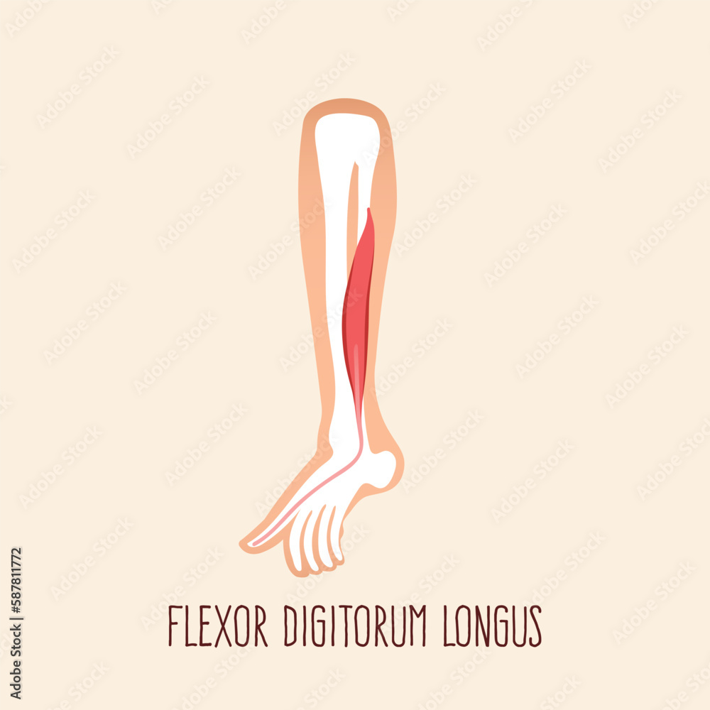 Flexor digitorum longus. Muscle anatomy. Vector illustration flat ...