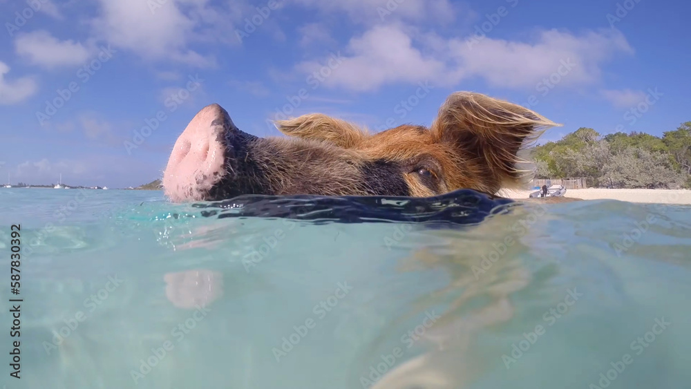 Floating tame pigs on a white sand beach. A trip to the Bahamas. Exuma ...