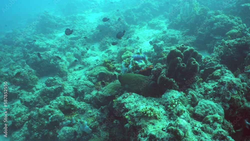 Vidéo Stock Tropical colourful underwater seascape.The underwater world ...