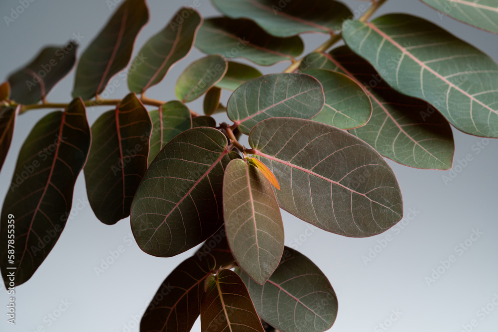 Phyllanthus Mirabilis leaves close up with isolated grey background ...
