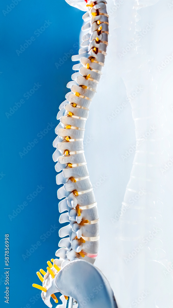 Complete human spine skeleton model with beautiful reflection on glass ...