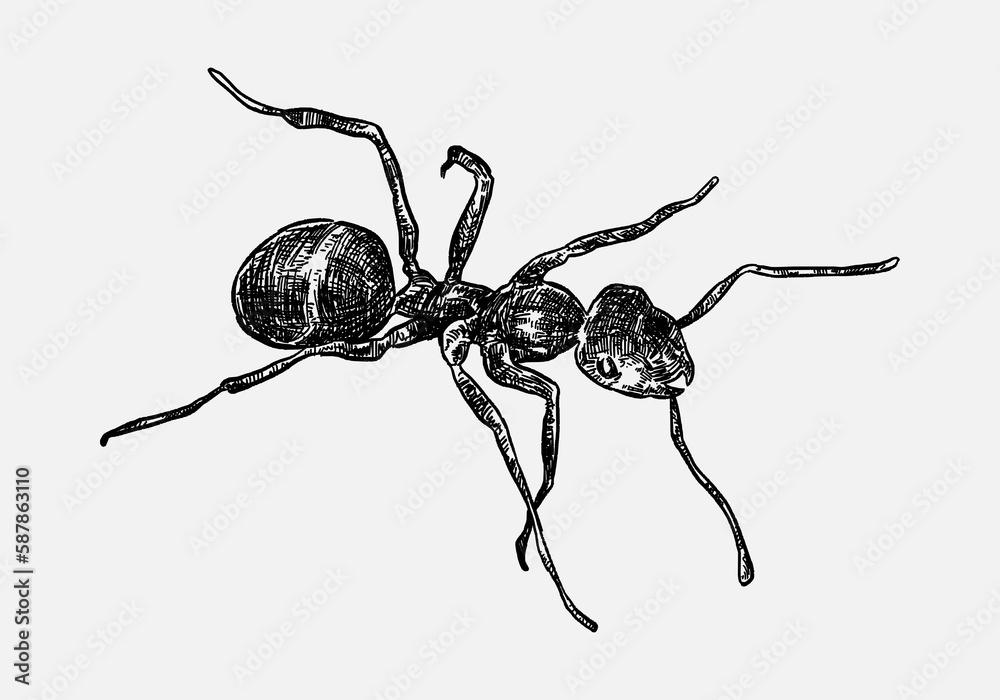 hand drawn illustration of an ant. sketch, realistic drawing, black and ...