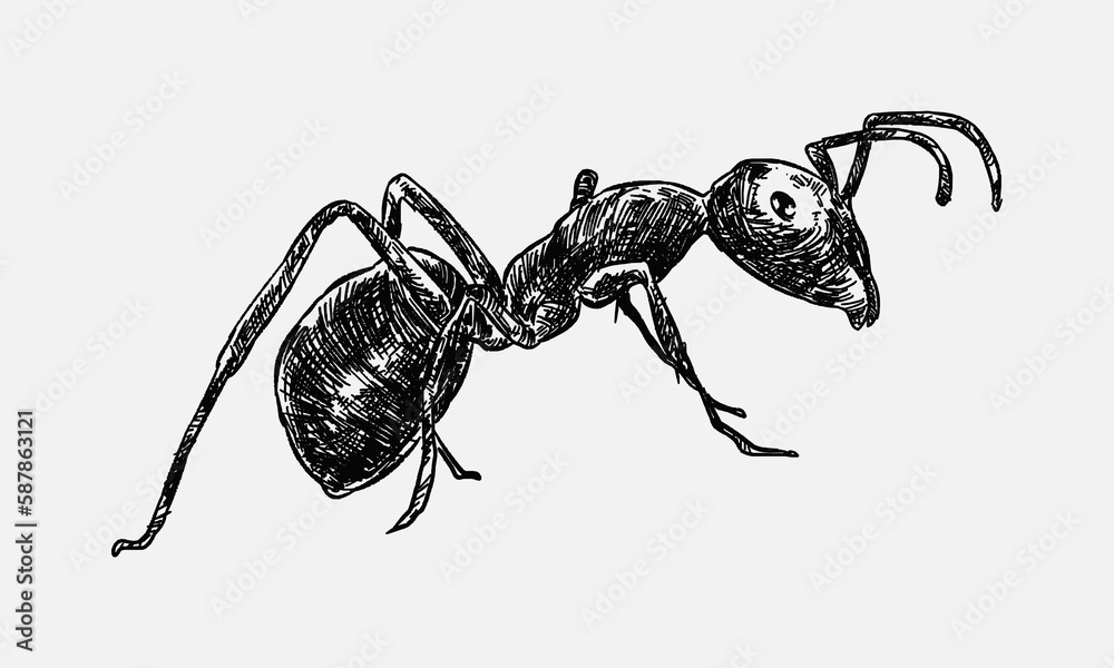 hand drawn illustration of an ant. sketch, realistic drawing, black and ...