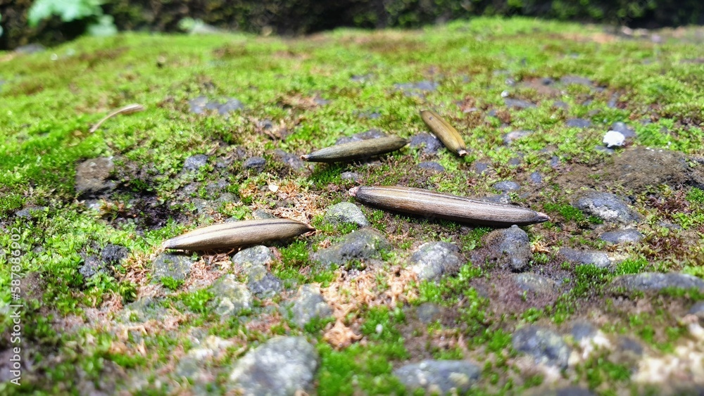 Ruellia tuberosa (also known as minnieroot, fever root, snapdragon root ...