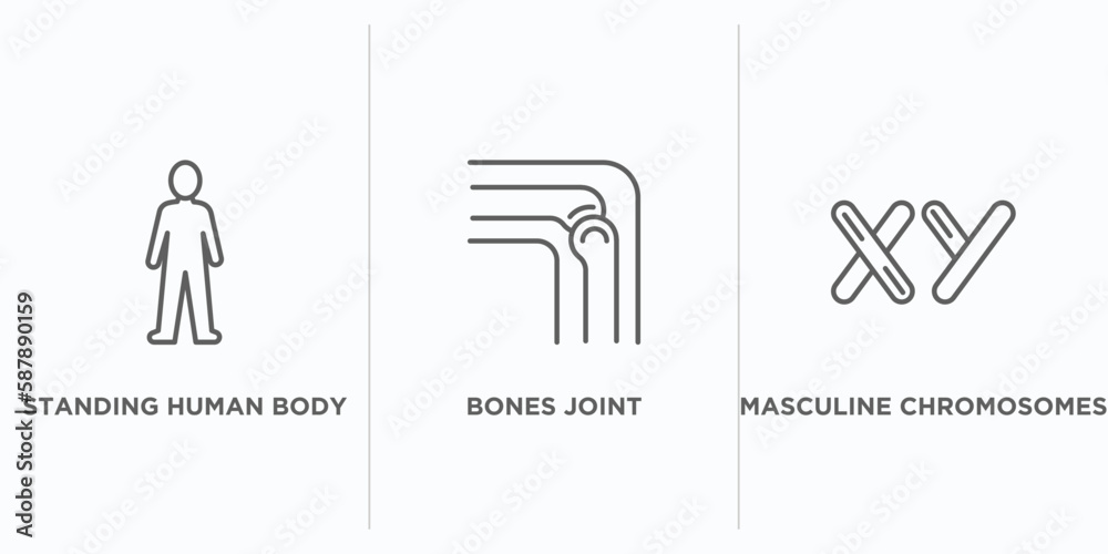 human body parts outline icons set. thin line icons such as standing ...
