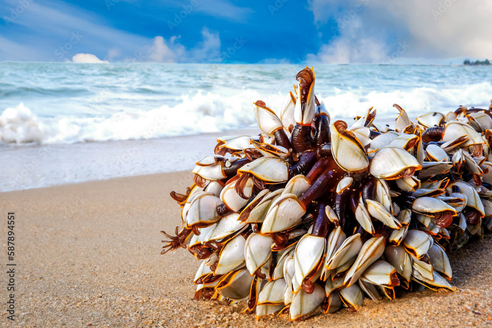 Goose barnacles (Lepas anserifera Linnea) live in the sand. and clings ...