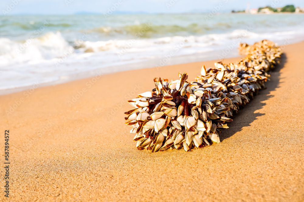 Goose barnacles (Lepas anserifera Linnea) live in the sand. and clings ...