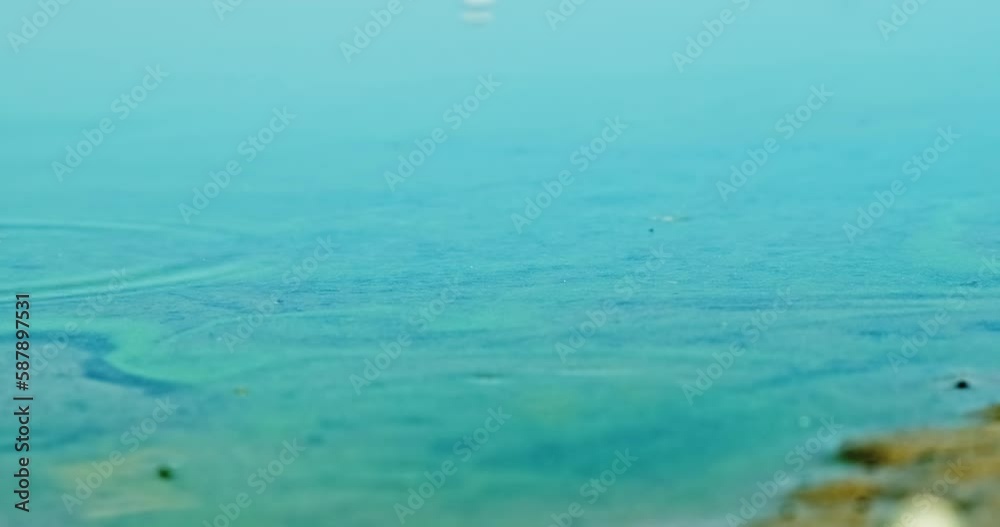 Close up, green dirty water of river, lake, pond, sea. Danger ecology ...