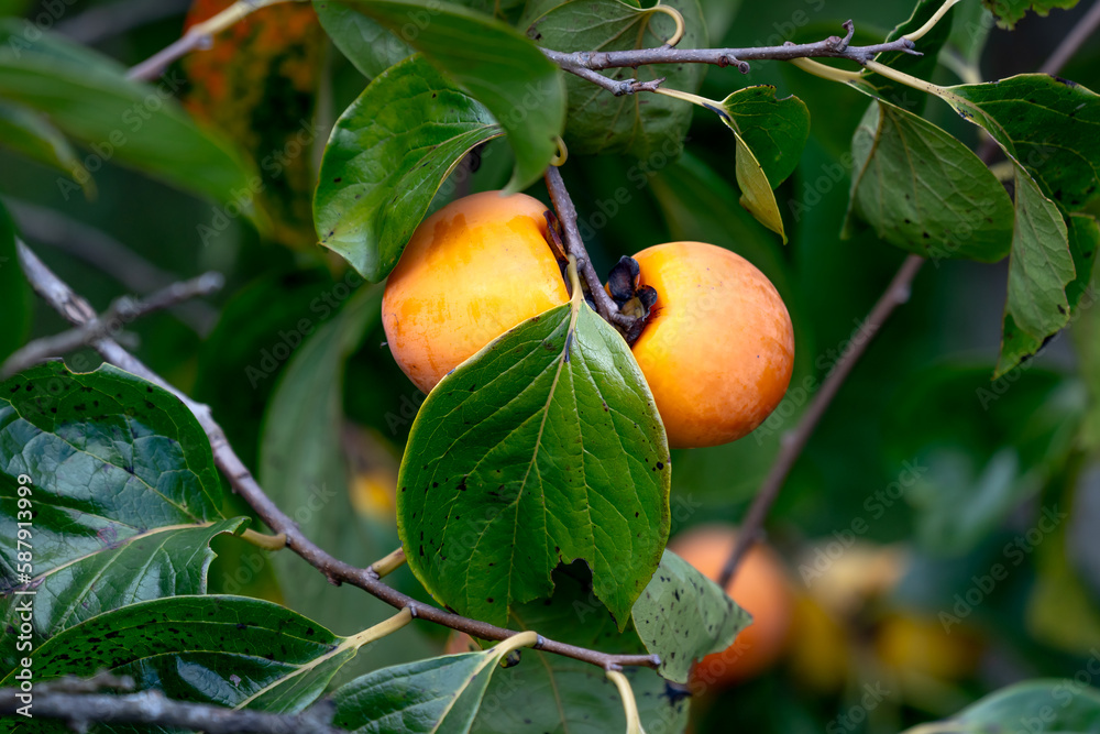 Persimmon tree having many orange fruits in Da Lat, Vietnam. There are ...