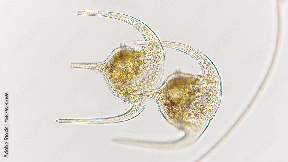 Ceratium tripos, a marine phytoplankton belonging dinoflagellata group ...