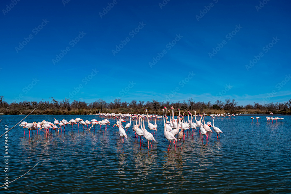 Poster Groupe de flamants roses en Camargue – Tableau | Europosters