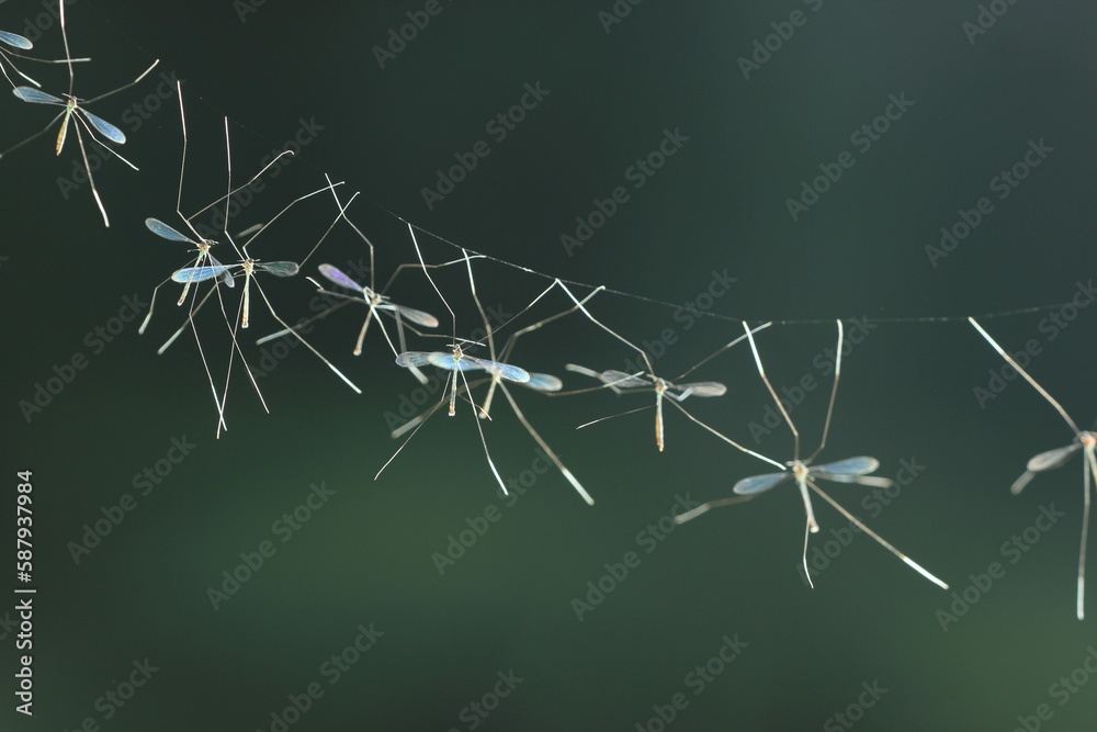 crane fly, a collection of crane fly hanging from its nest Stock Photo ...