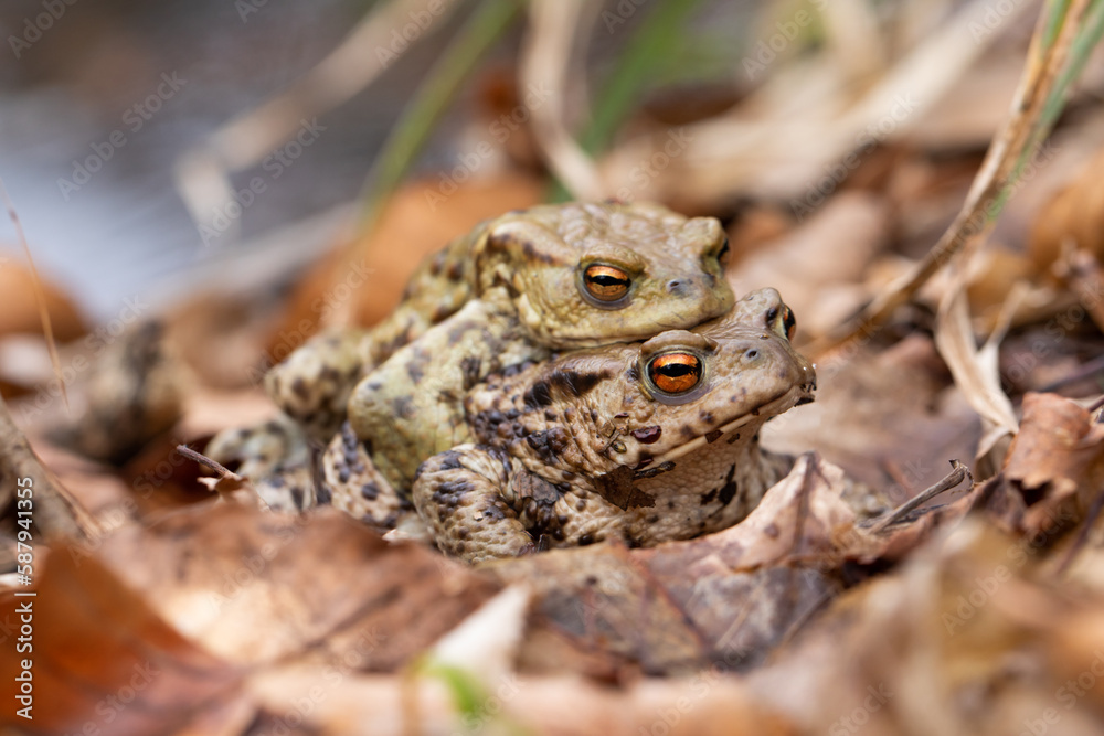 ropuchy godowe na wiosnę, para samiec i samica ropuchy w liściach Stock ...