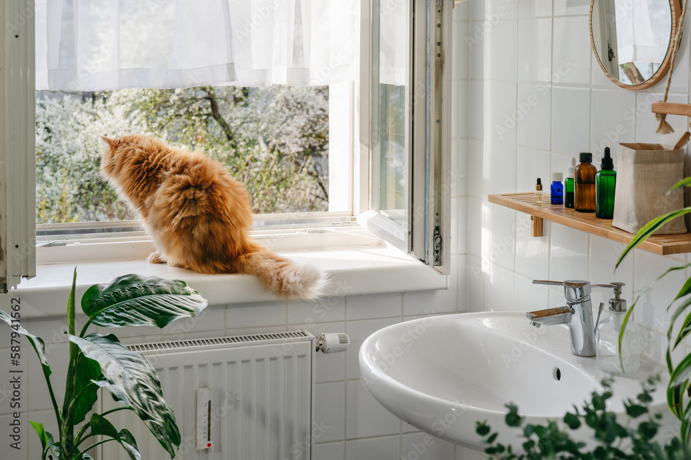 Orange cat watching the birds outside the window. Domestic pets. Ginger ...