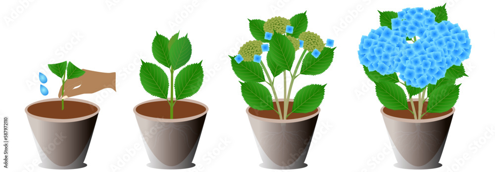 Poster Growth cycle of a potted blue hydrangea on a white background ...