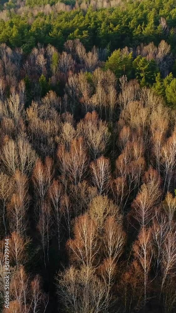 Vertical video. Flight over the tops of bare spring trees of the ...