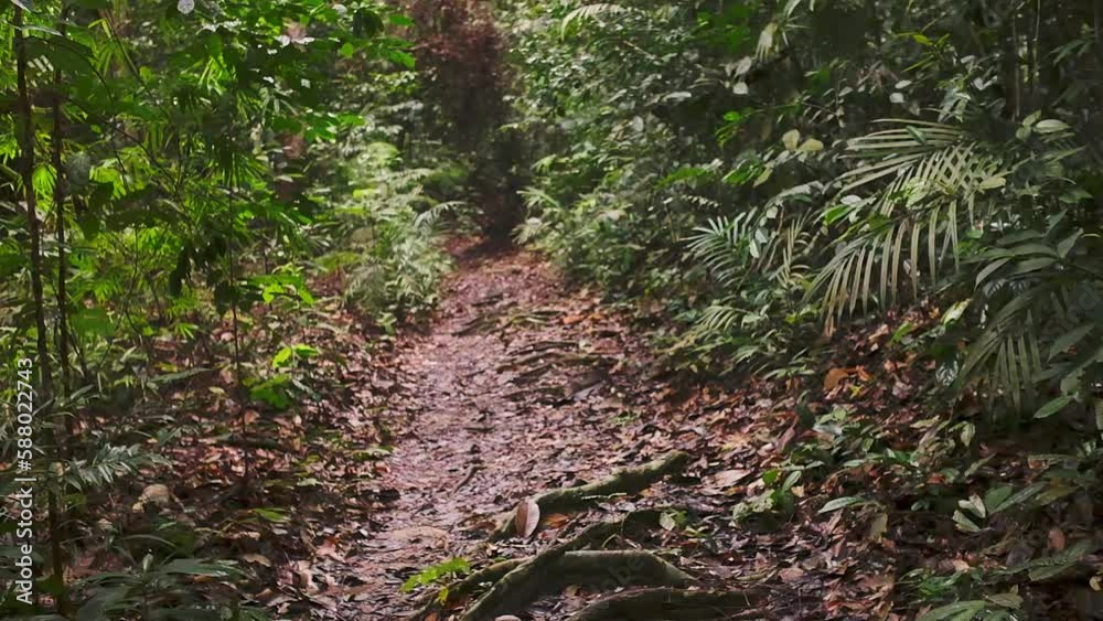 thick jungle of Borneo rainforest, fauna and flora of Brunei forest ...