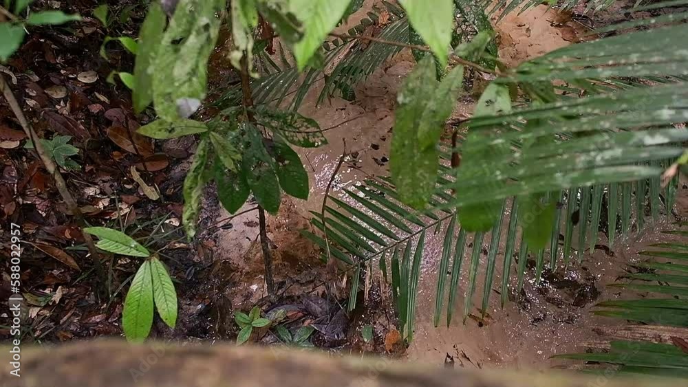 thick jungle of Borneo rainforest, fauna and flora of Brunei forest ...