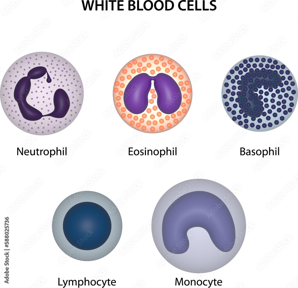 White blood cells (WBCs) or leukocytes: neutrophil, eosinophil ...