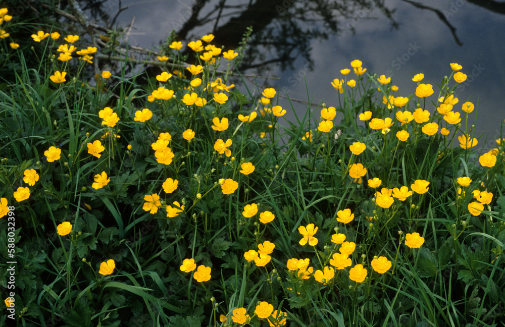 Ranunculus repens, Renoncule rampante Stock Photo | Adobe Stock