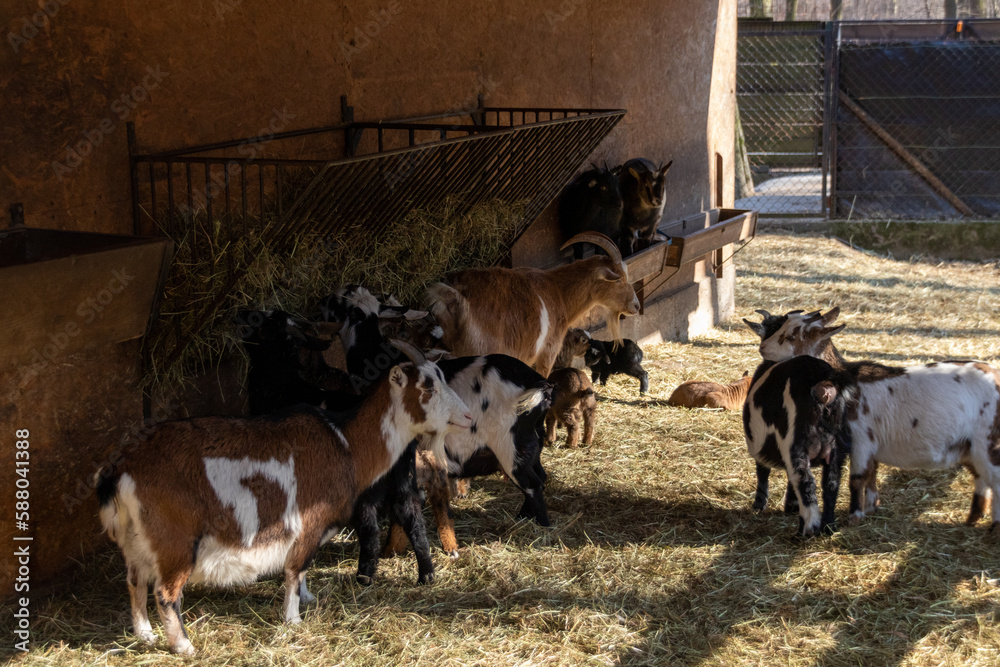 Goats are domesticated animals that have been used by humans for a long ...