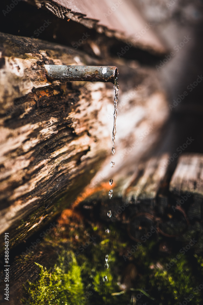 An ancient wellspring with clean drinking water in the forest. A pure ...
