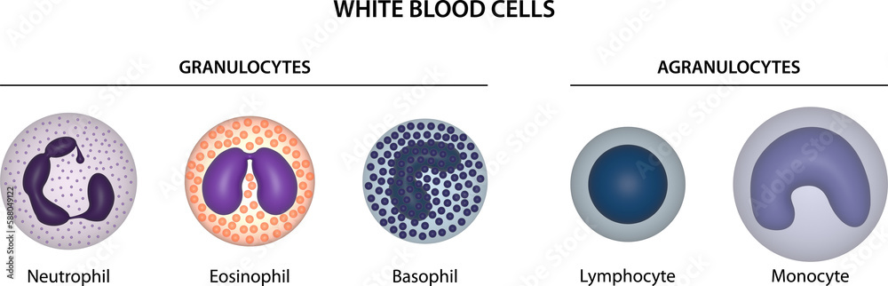 White blood cells (WBCs) or leukocytes: granulocytes (neutrophil ...