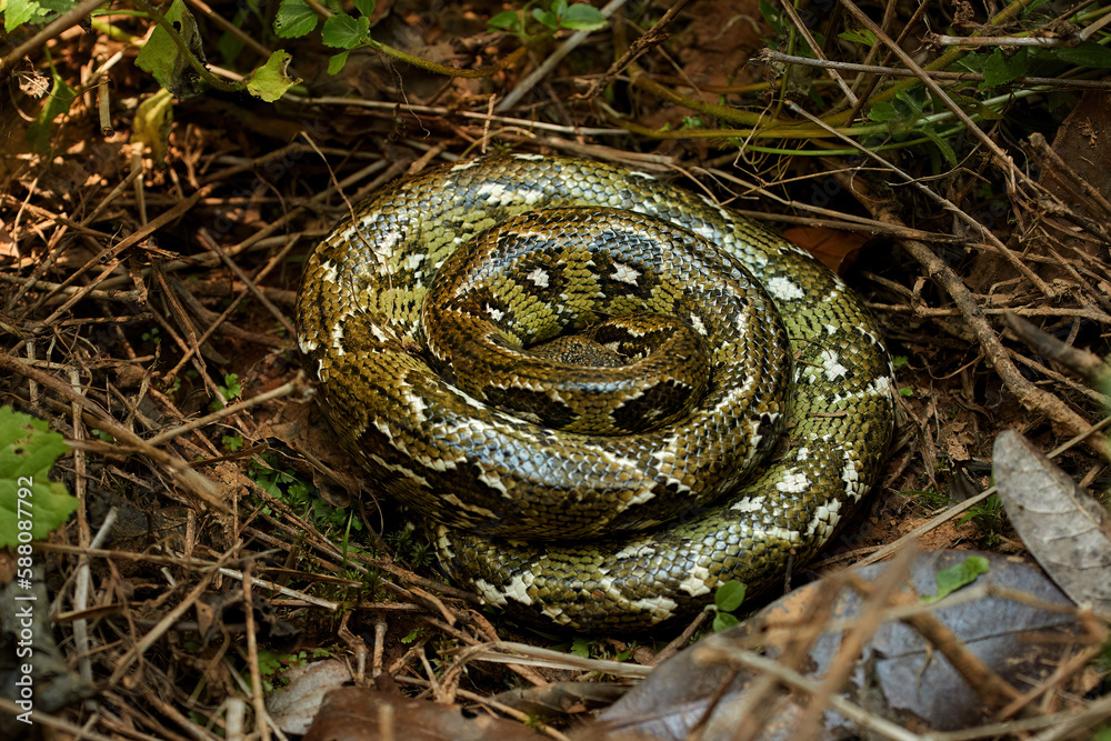 Malagasy ground Boa, ground snake, a non-venomous, greenish-brown ...