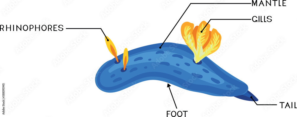 External anatomy of dorid nudibranch. Structure of sea slug for biology ...
