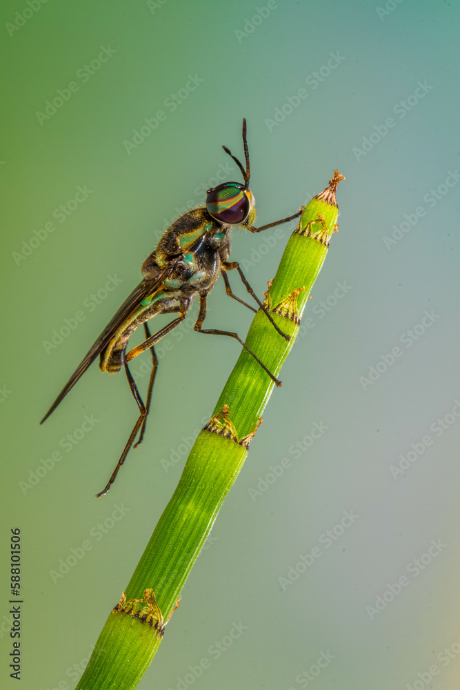Foto de Hermetia illucens, the black soldier fly, is a common and ...
