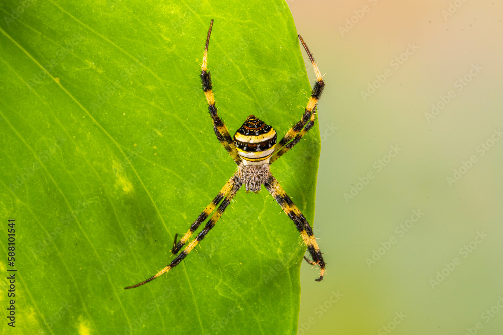 Foto de Spiders (order Araneae) are air-breathing arthropods that have ...