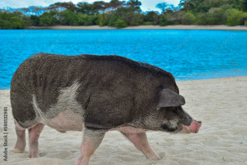 Pig on a paradise beach, Pig Island, Gulf of Thailand Stock Photo ...