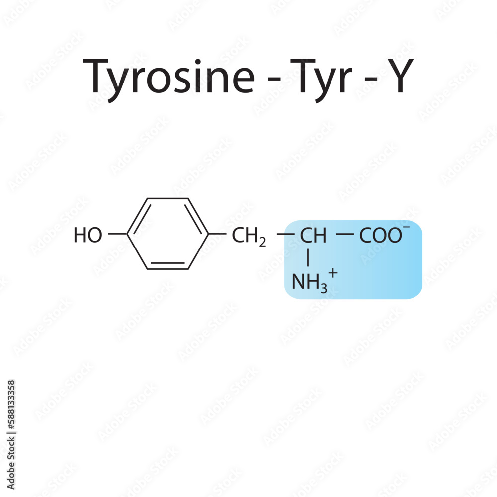 Tyrosine - Tyr - Y amino acid structure. Skeletal formula with amino ...