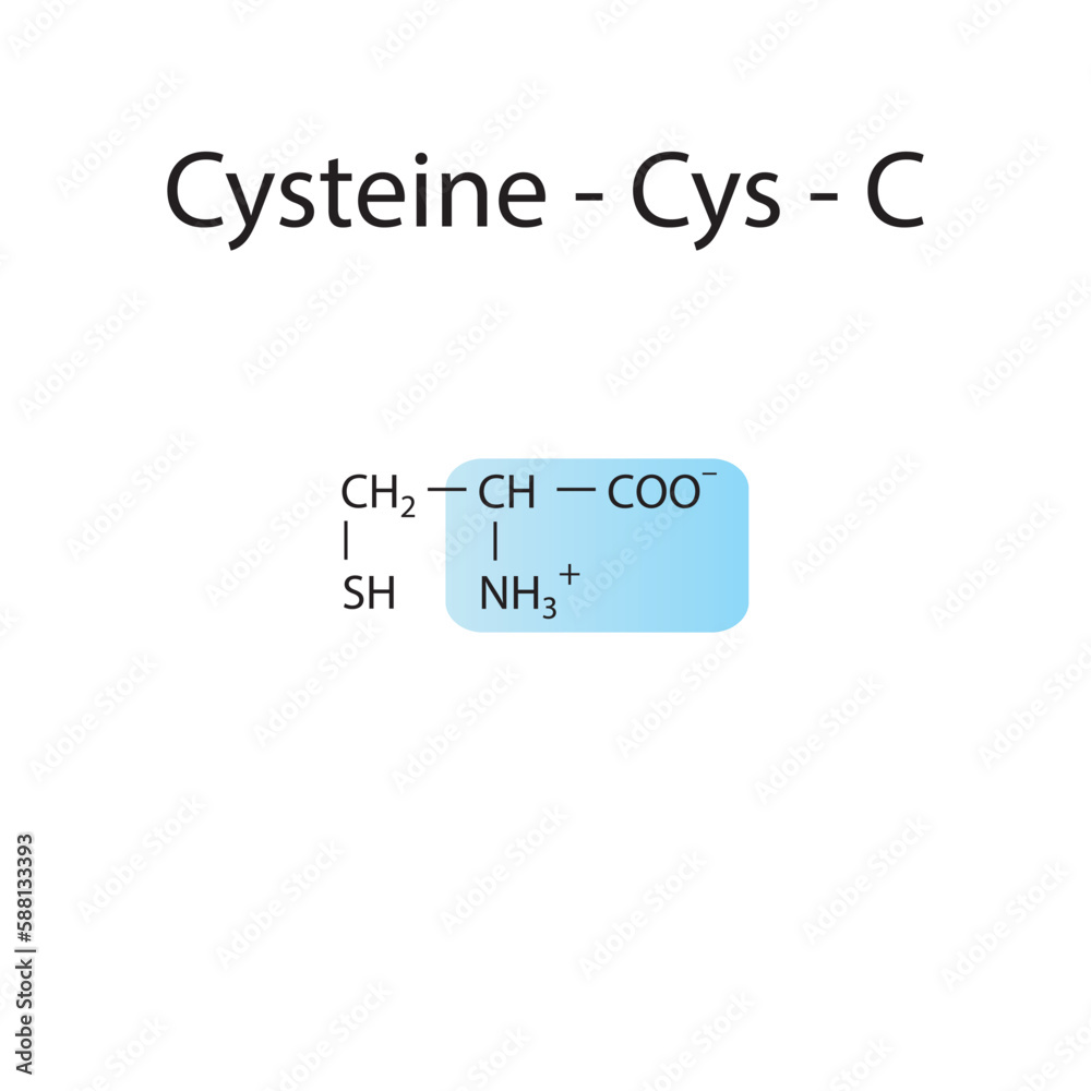 Cysteine - Cys - C amino acid structure. Skeletal formula with amino ...