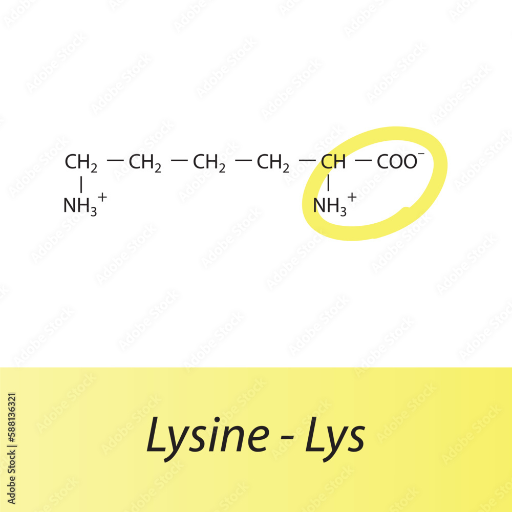 Vecteur Stock Lysine - Lys - K amino acid structure. Skeletal formula ...