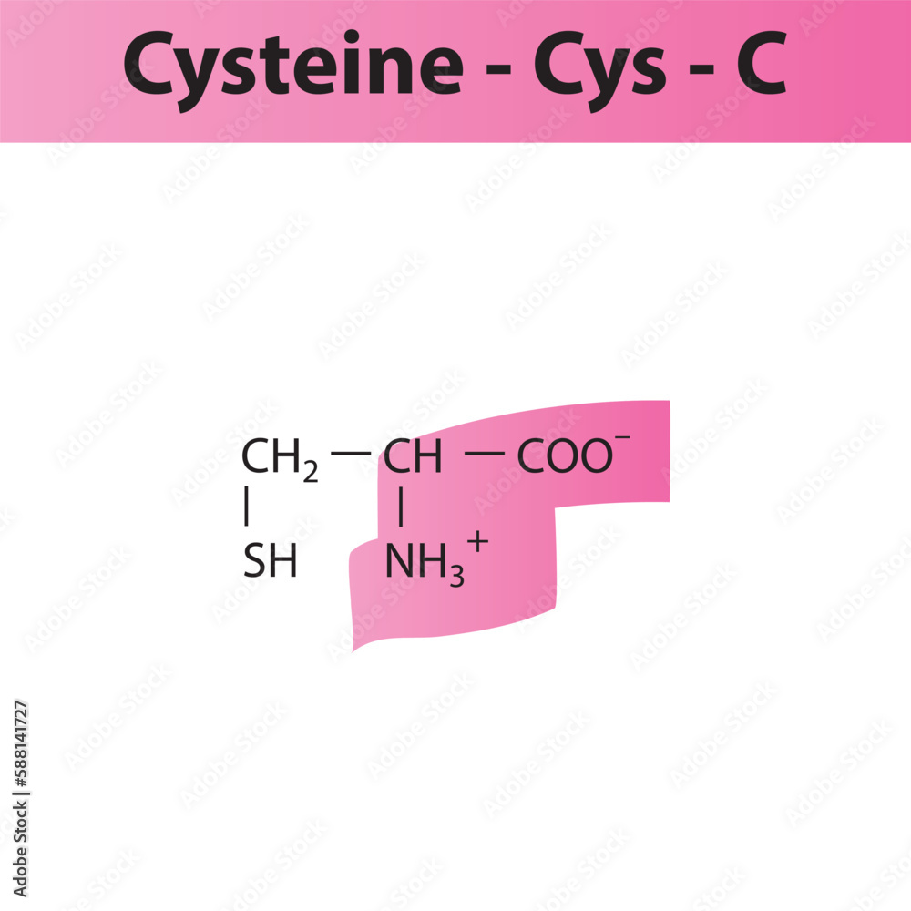 Cysteine - Cys - C amino acid structure. Skeletal formula with amino ...