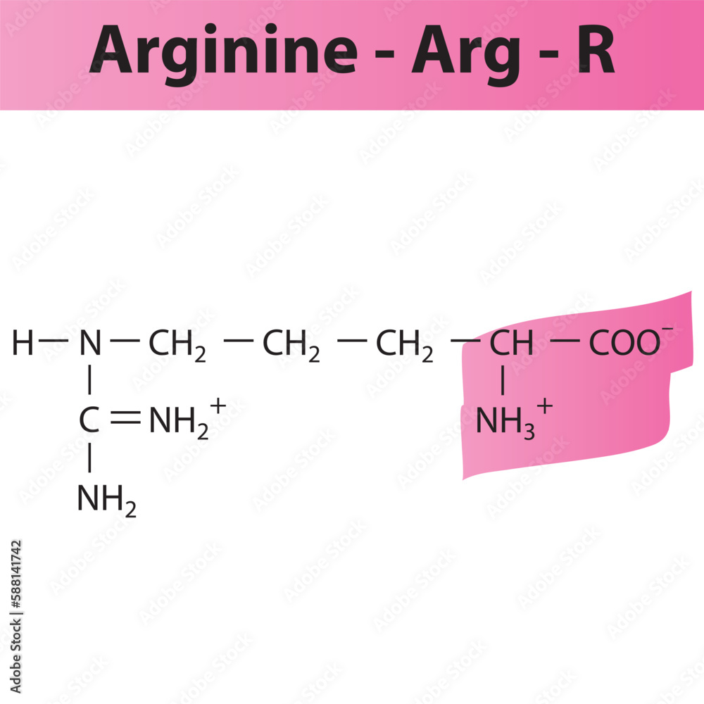 Arginine - Arg - R amino acid structure. Skeletal formula with amino ...