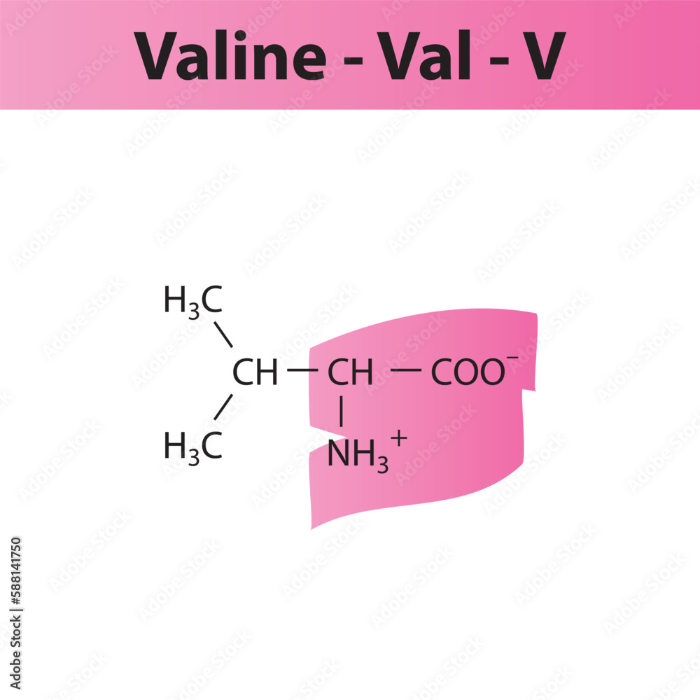 Valine - Val - V amino acid structure. Skeletal formula with amino ...