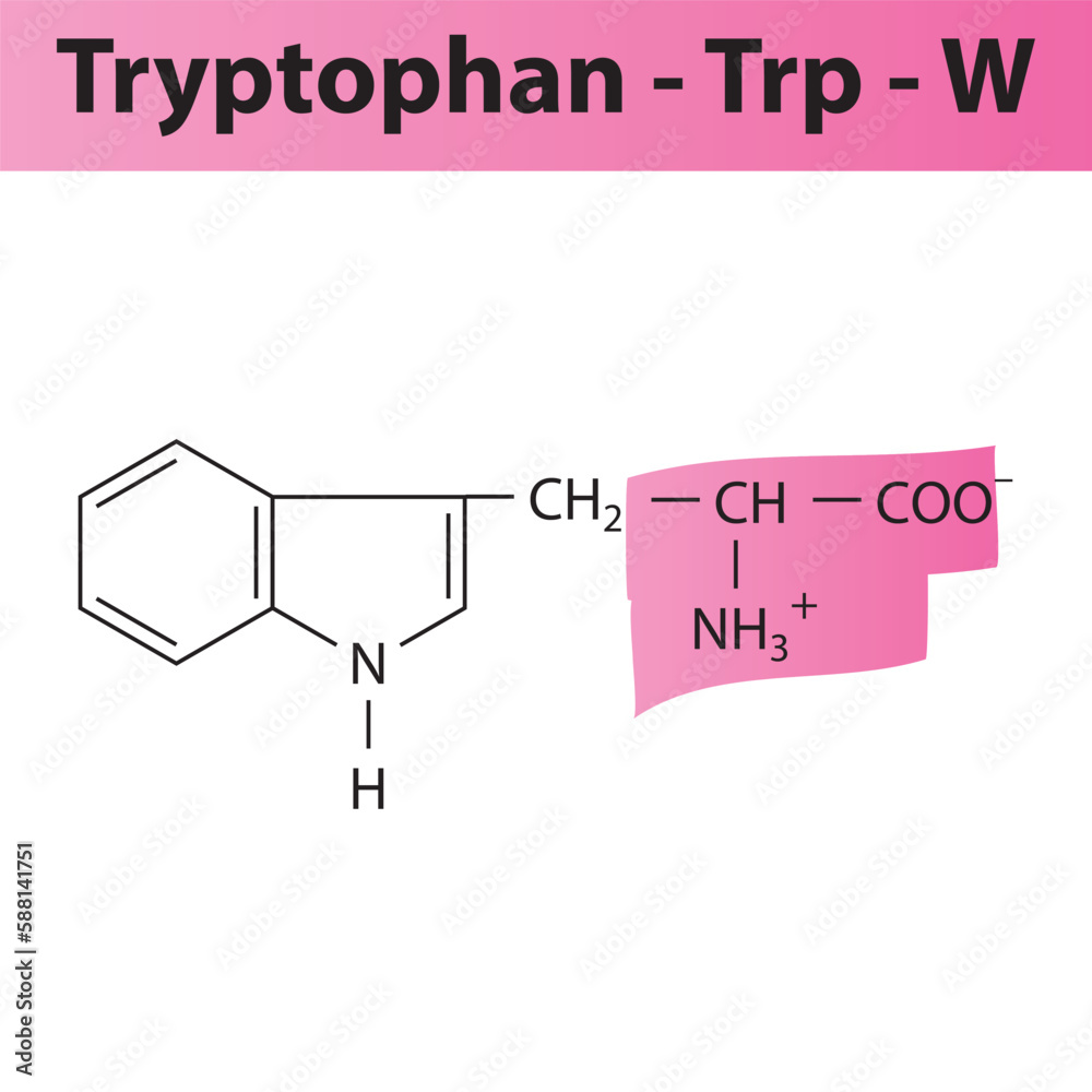 Tryptophan - Trp - W amino acid structure. Skeletal formula with amino ...