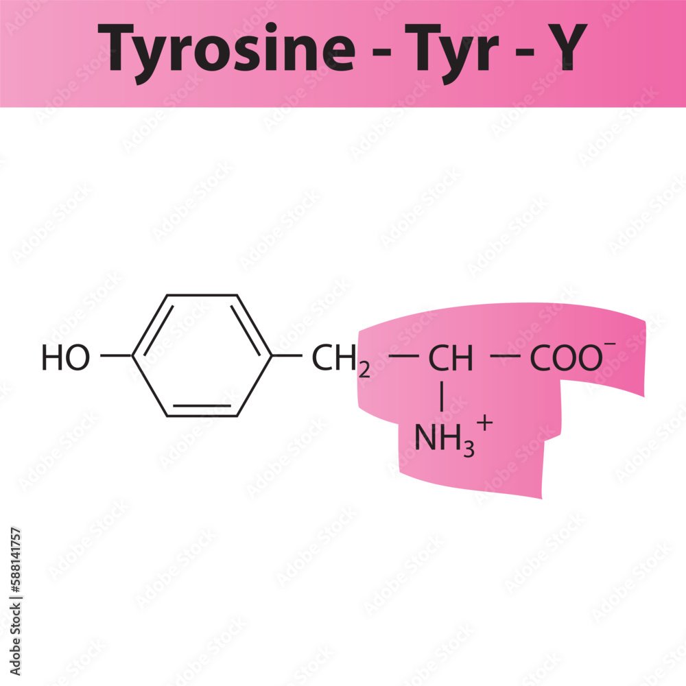Tyrosine - Tyr - Y amino acid structure. Skeletal formula with amino ...