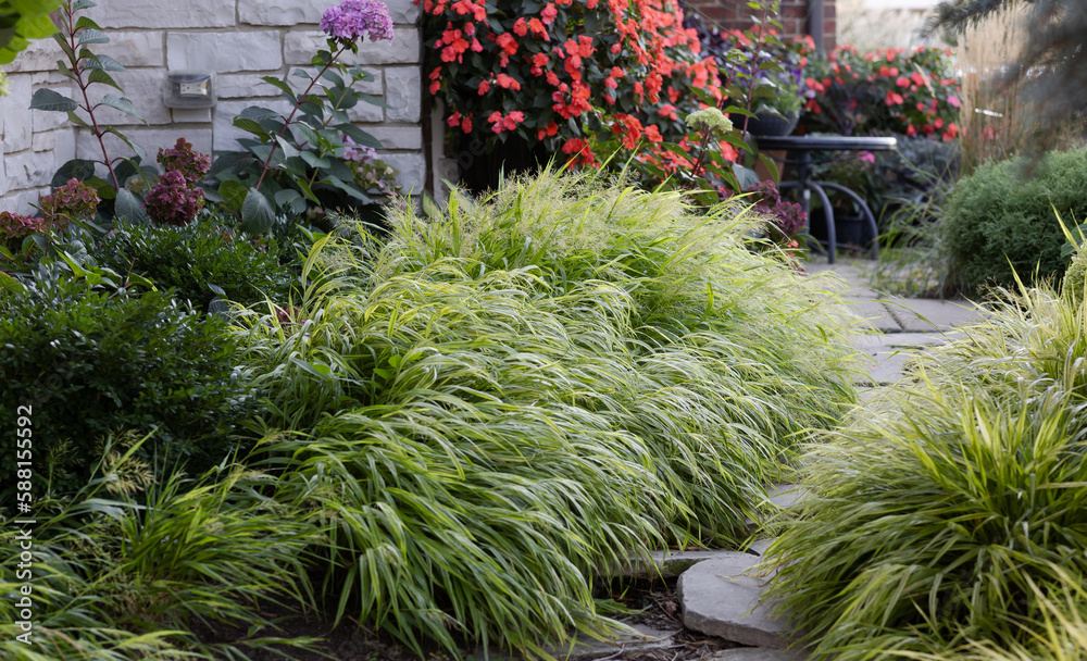 Pathway of Chartreuse Green and white Variegated Hakone aureola ...