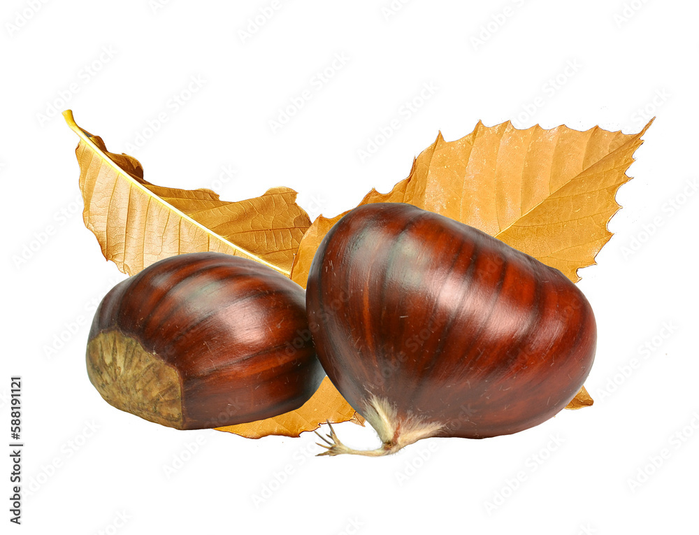 chestnut chestnuts chesnuts isolated for background autumn Stock Photo ...